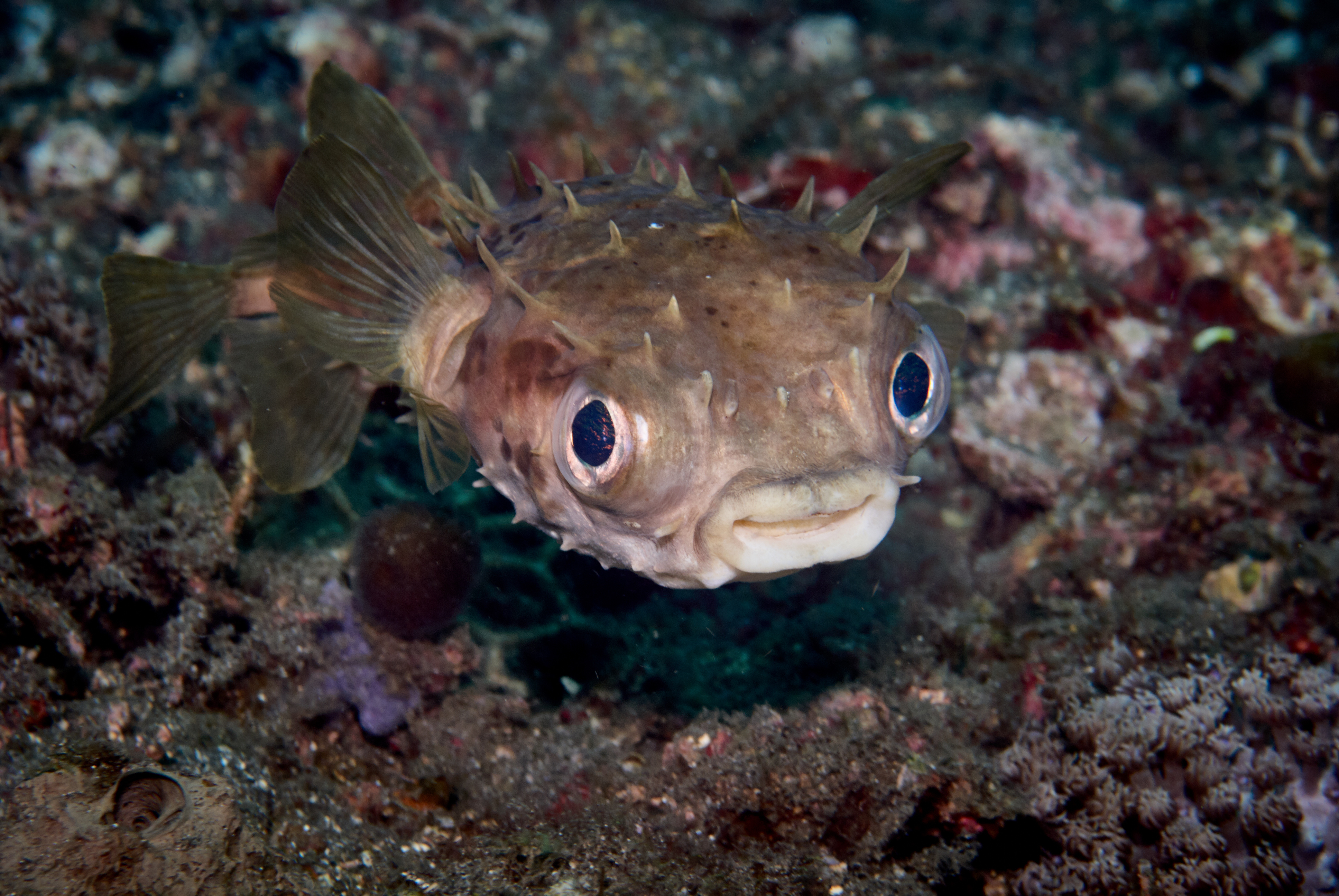 Cute Ocean Animals Names Get More Anythink s Cute Ocean Animals Names Get More Anythink s