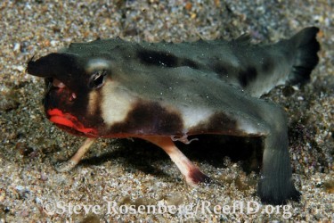 The Garish Galapagos Red-Lipped Batfish - Scuba Diver Life