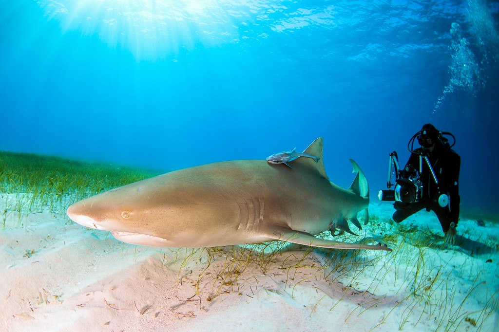 Safe Behavior Around Sharks • Scuba Diver Life