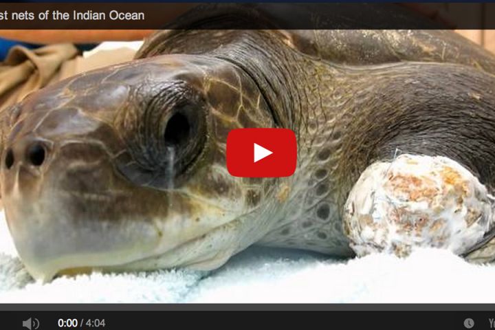 The Dangers of Ghost Nets • Scuba Diver Life