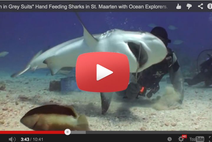 Saving Sharks • Scuba Diver Life