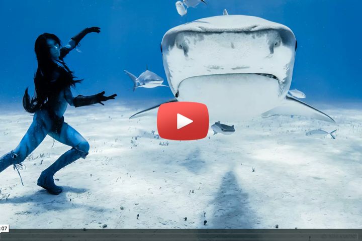 World First - Woman Dances with Tiger Sharks • Scuba Diver Life