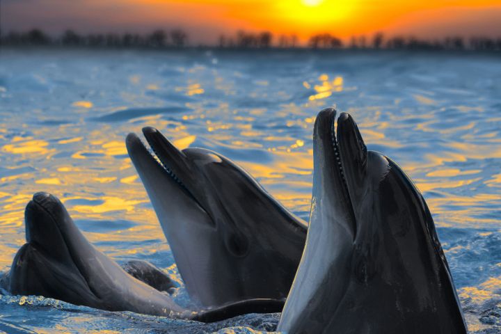Best Places to Dive With Dolphins • Scuba Diver Life