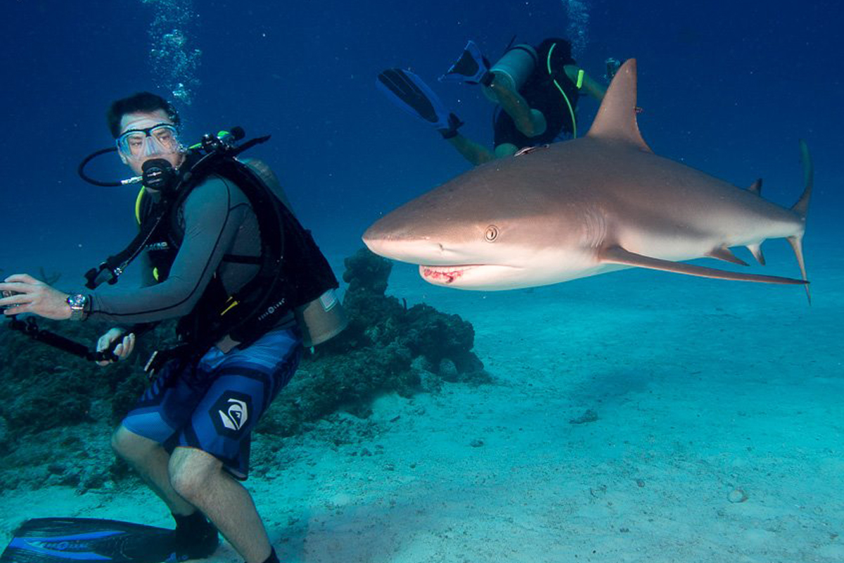 Caribbean Feeding Frenzy • Scuba Diver Life