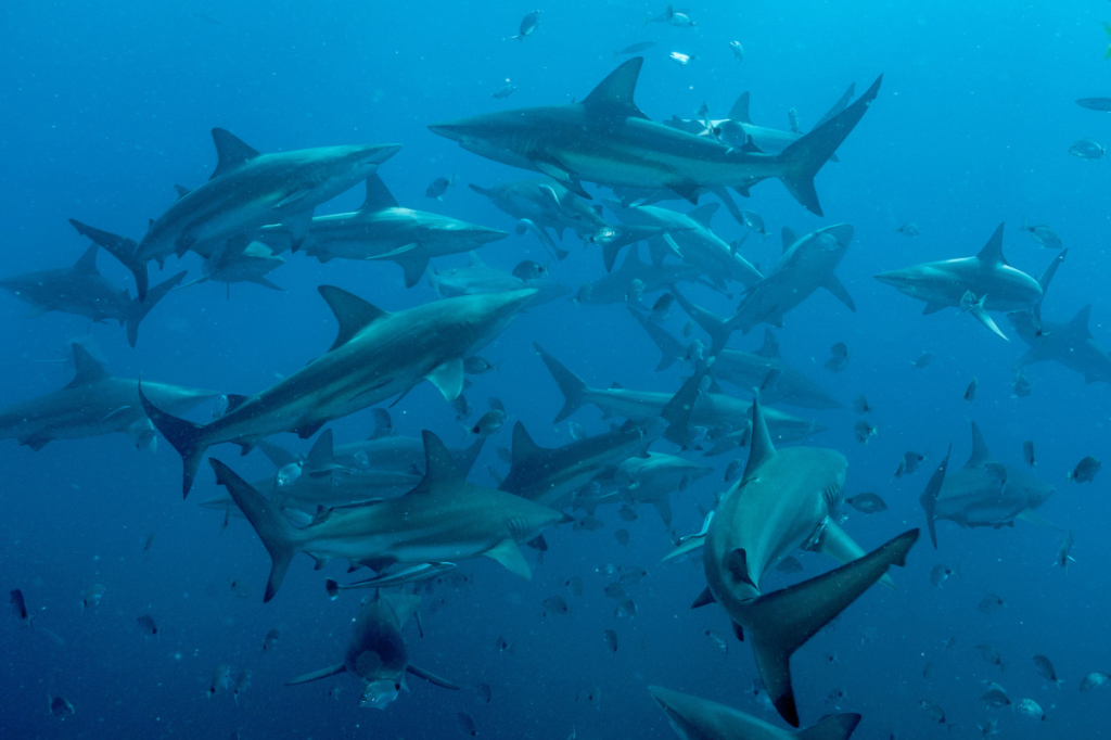 Diving with Blue and Mako Sharks in South Africa • Scuba Diver Life