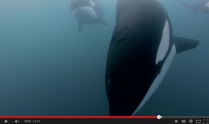Orca Rescue in 4K with GoPro • Scuba Diver Life