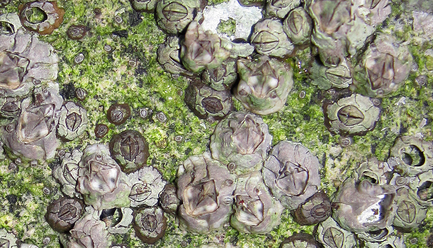 In The Studio: Barnacles • Scuba Diver Life