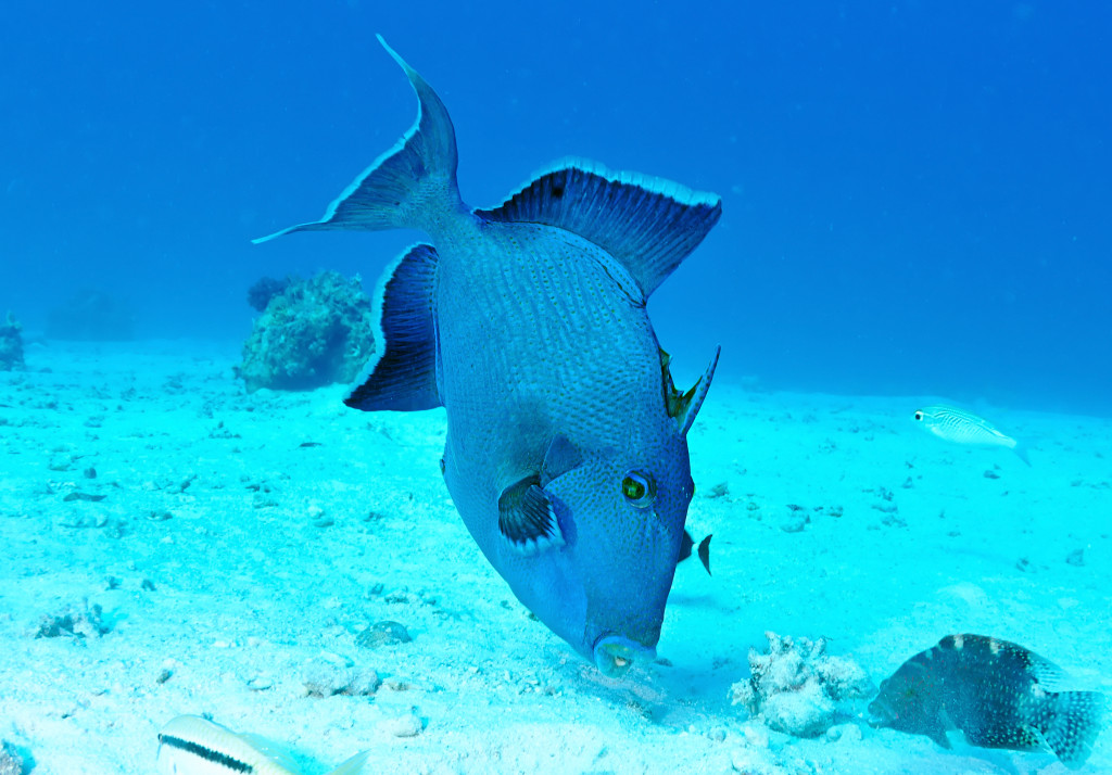 A Beginner’s Guide To Tropical Fish Identification • Scuba Diver Life