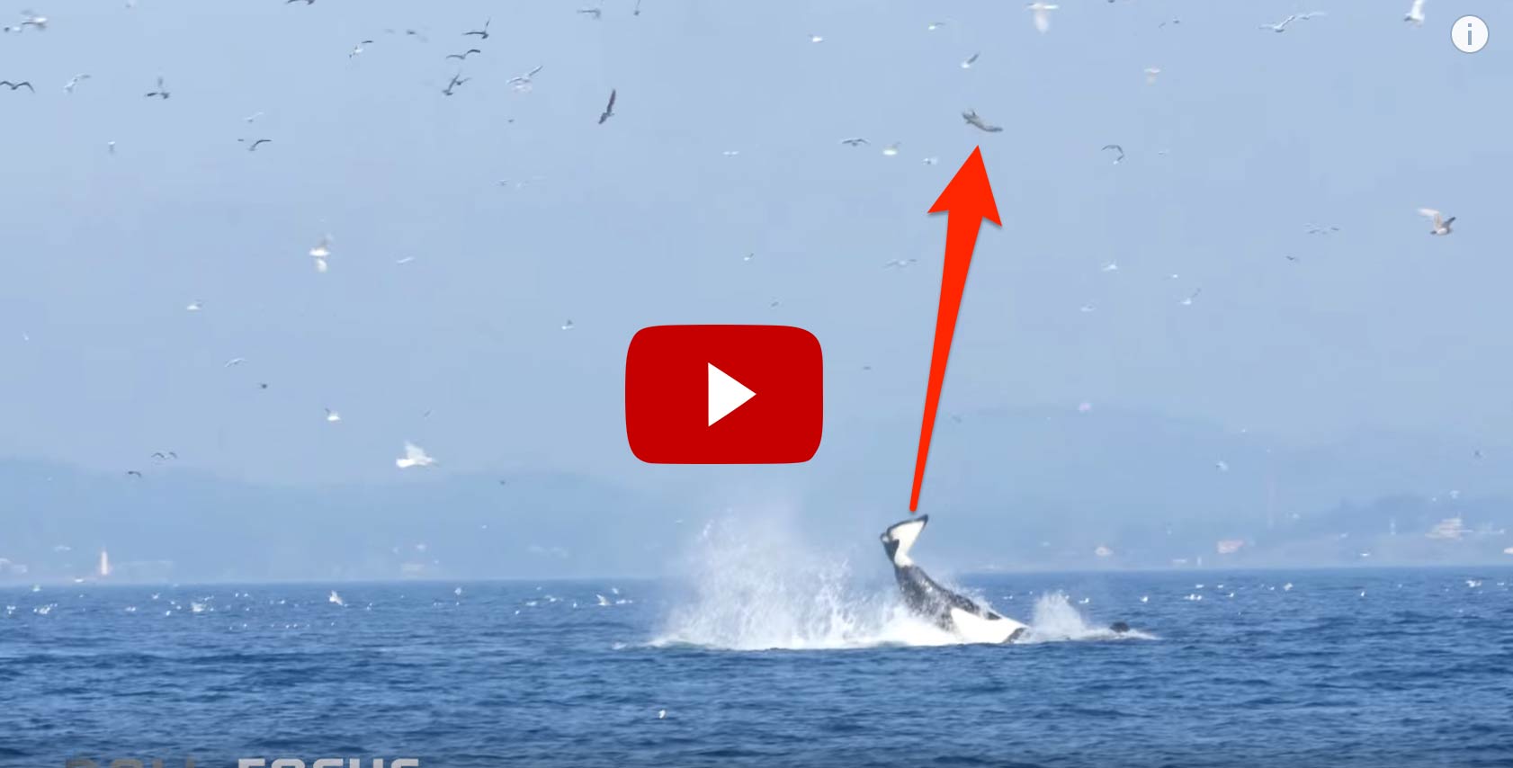 Orca Throws a Seal 80 Feet Into the Air! • Scuba Diver Life