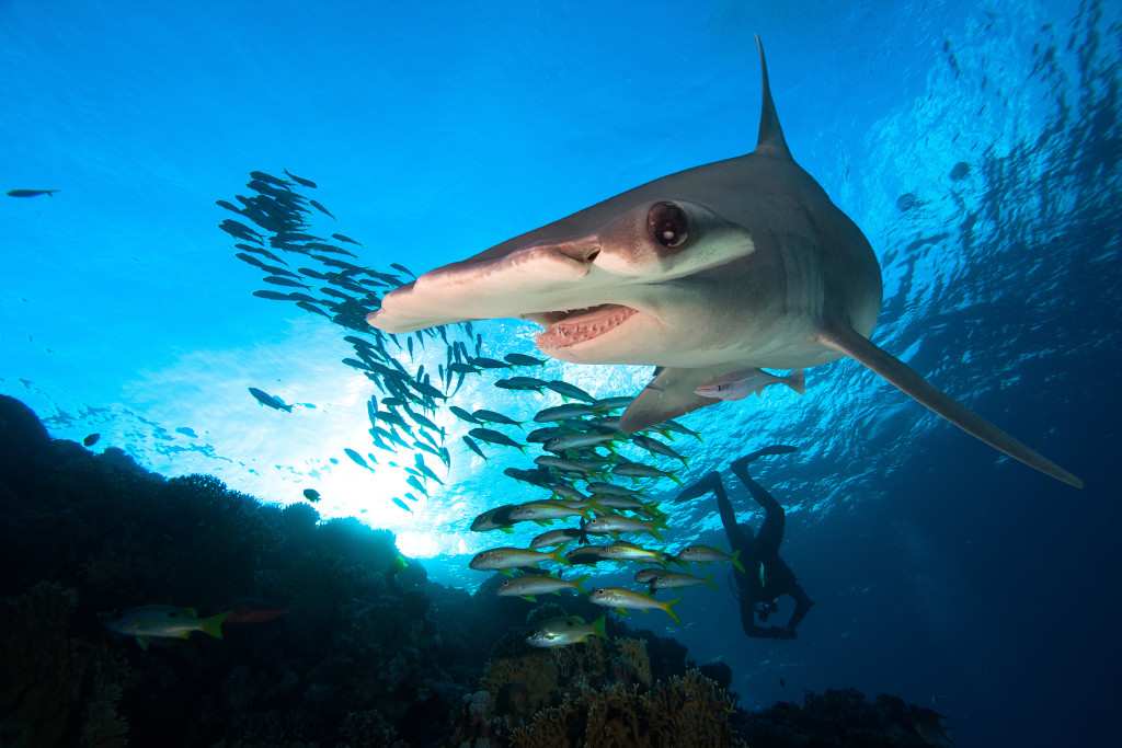 Sharks Are Worth More Alive Than Dead • Scuba Diver Life