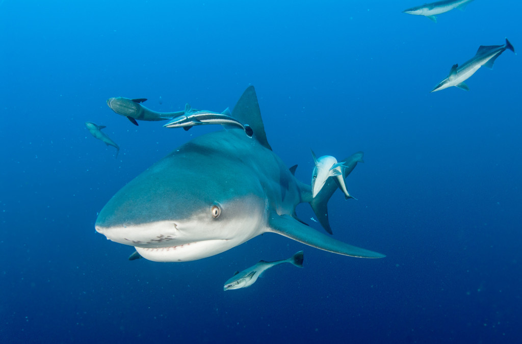 Underwater Photography: Big Animals • Scuba Diver Life