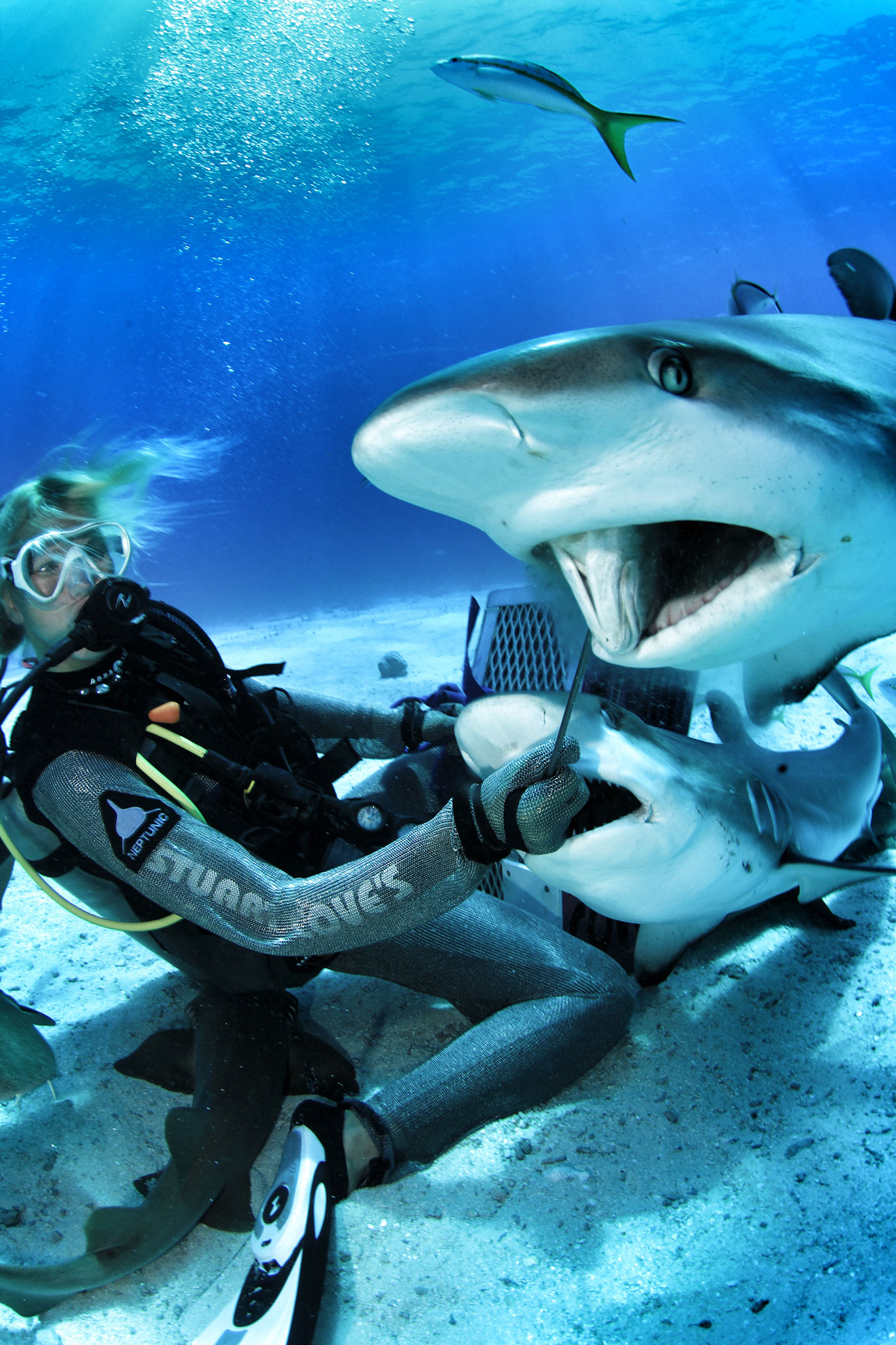 Where Is The Best Diving In The Bahamas at Mark Jennings blog
