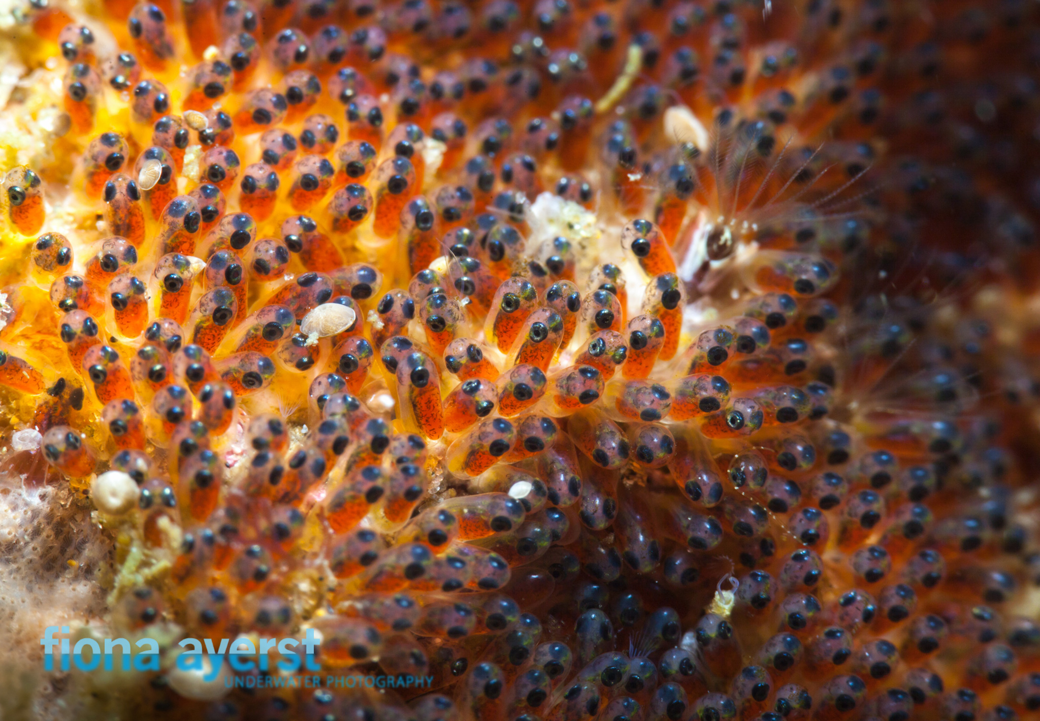 Photographing Anemonefish • Scuba Diver Life