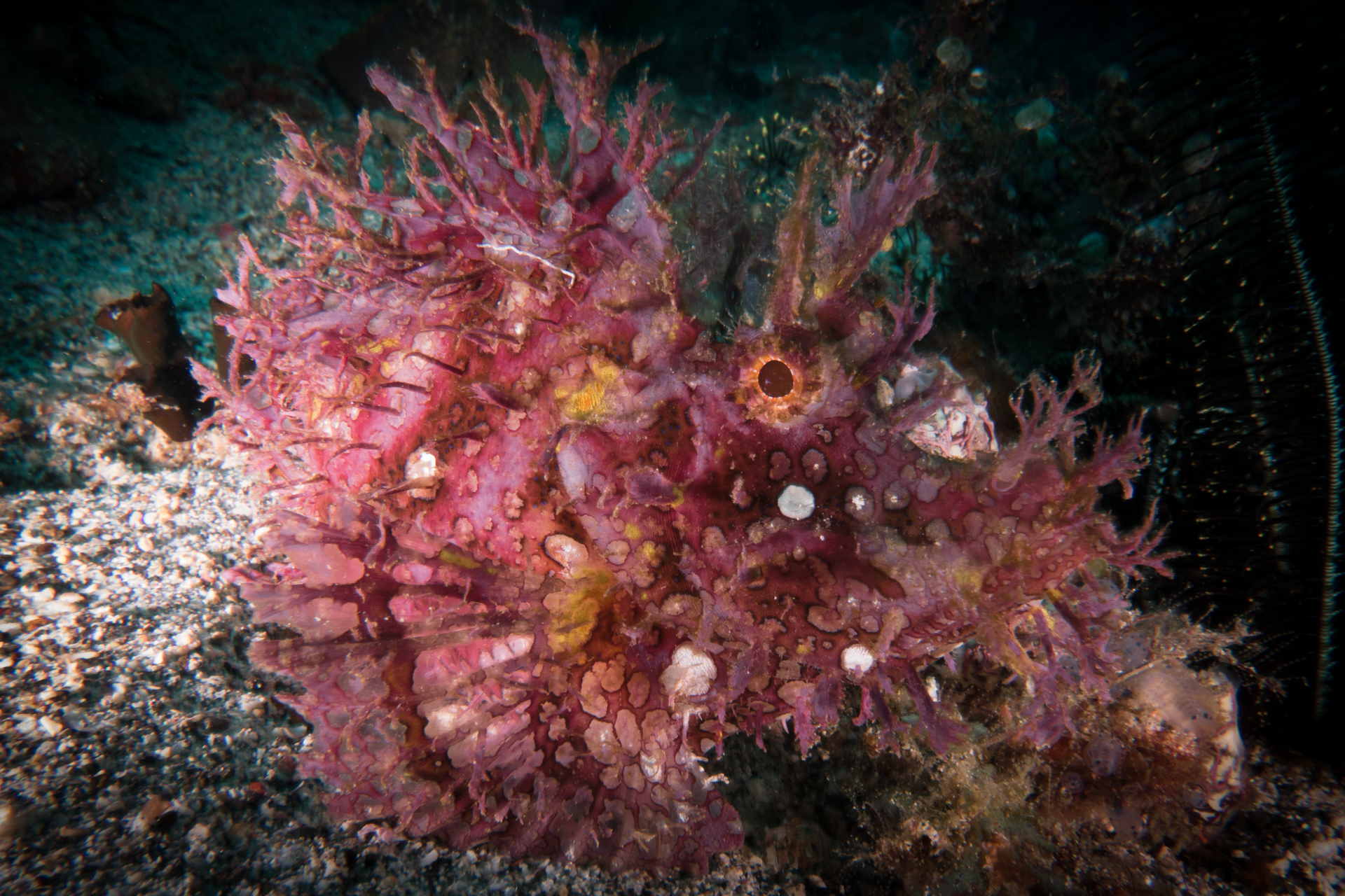 Diving Anilao, Philippines: Macro Paradise • Scuba Diver Life