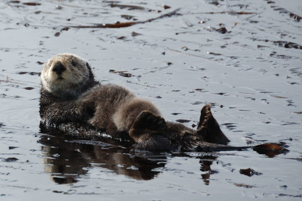 Exploring Olympic Coast National Marine Sanctuary • Scuba Diver Life