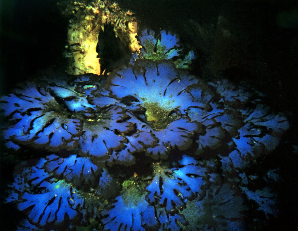 Exploring Olympic Coast National Marine Sanctuary • Scuba Diver Life