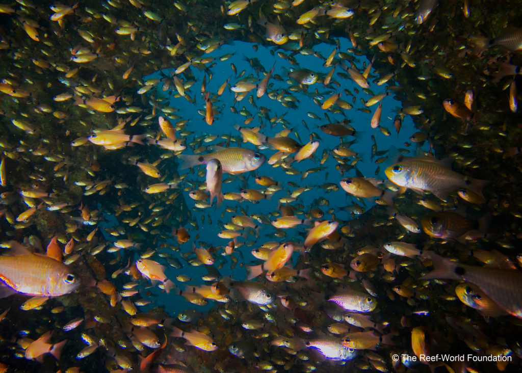 An Introduction to the Coral Triangle • Scuba Diver Life