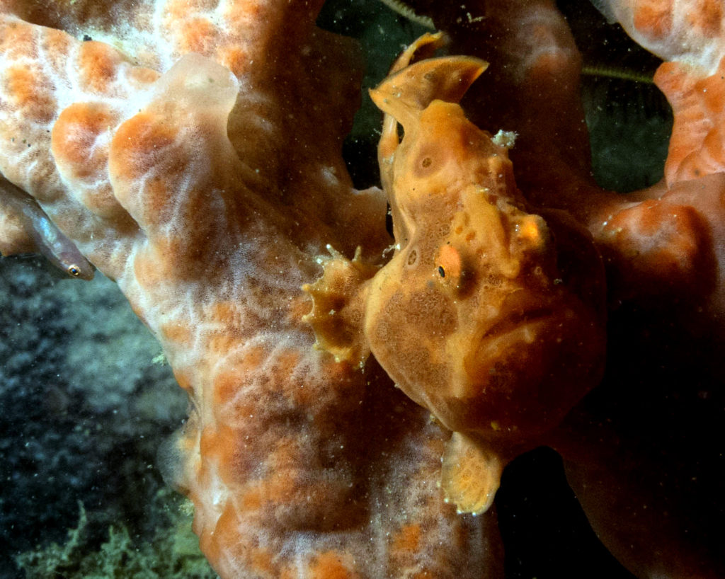 Scuba Diving in East Timor • Scuba Diver Life