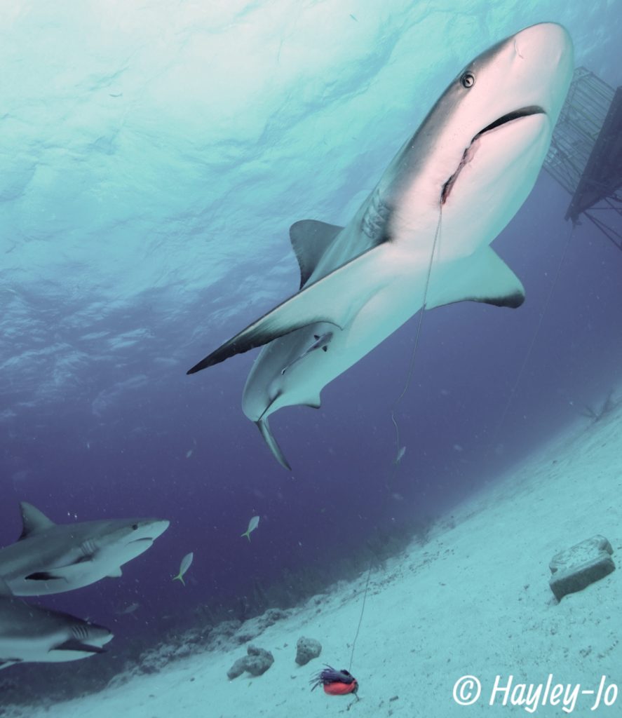 The AWARE Shark Conservation Specialty Course • Scuba Diver Life