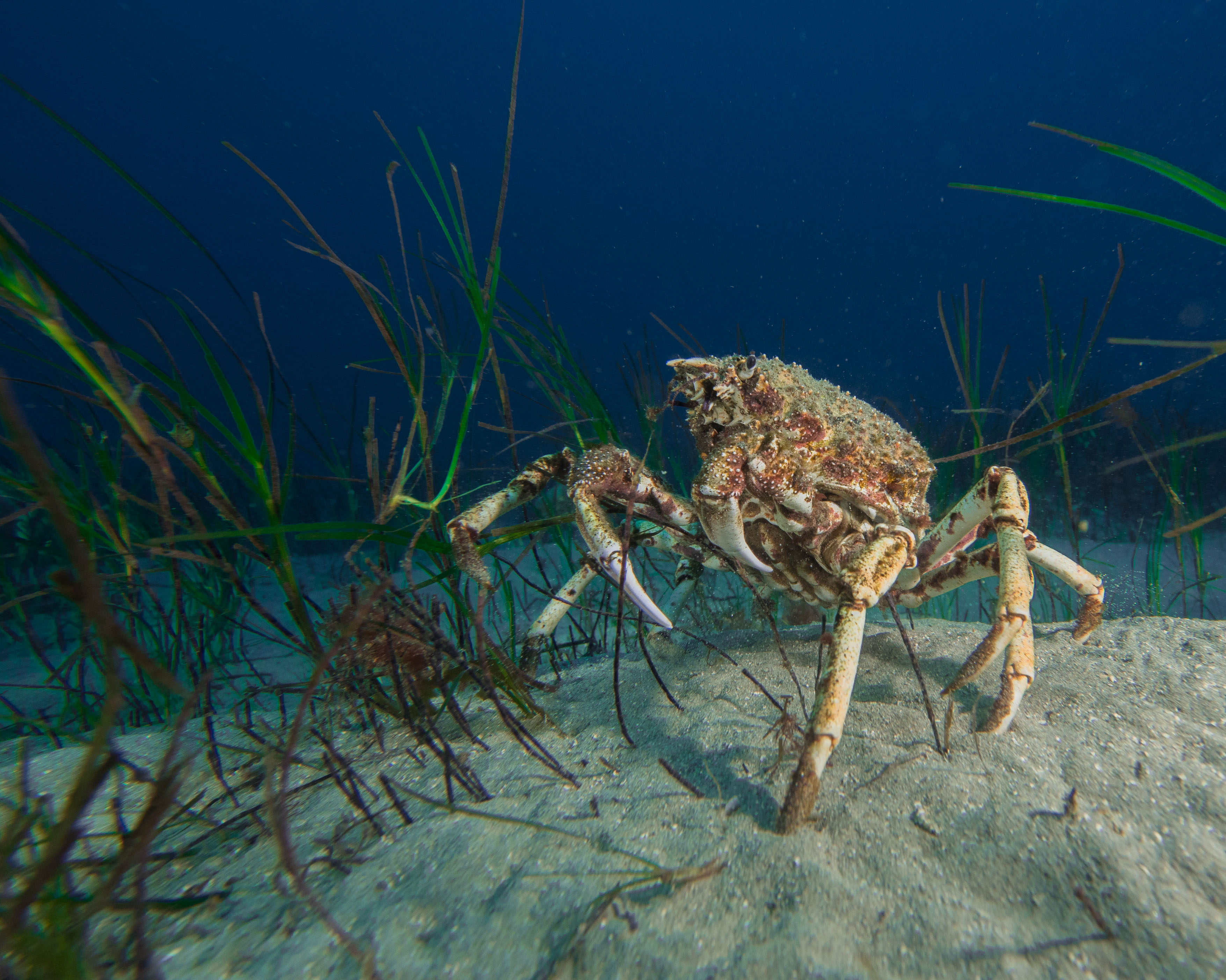 The Great Spider Crab Migration • Scuba Diver Life