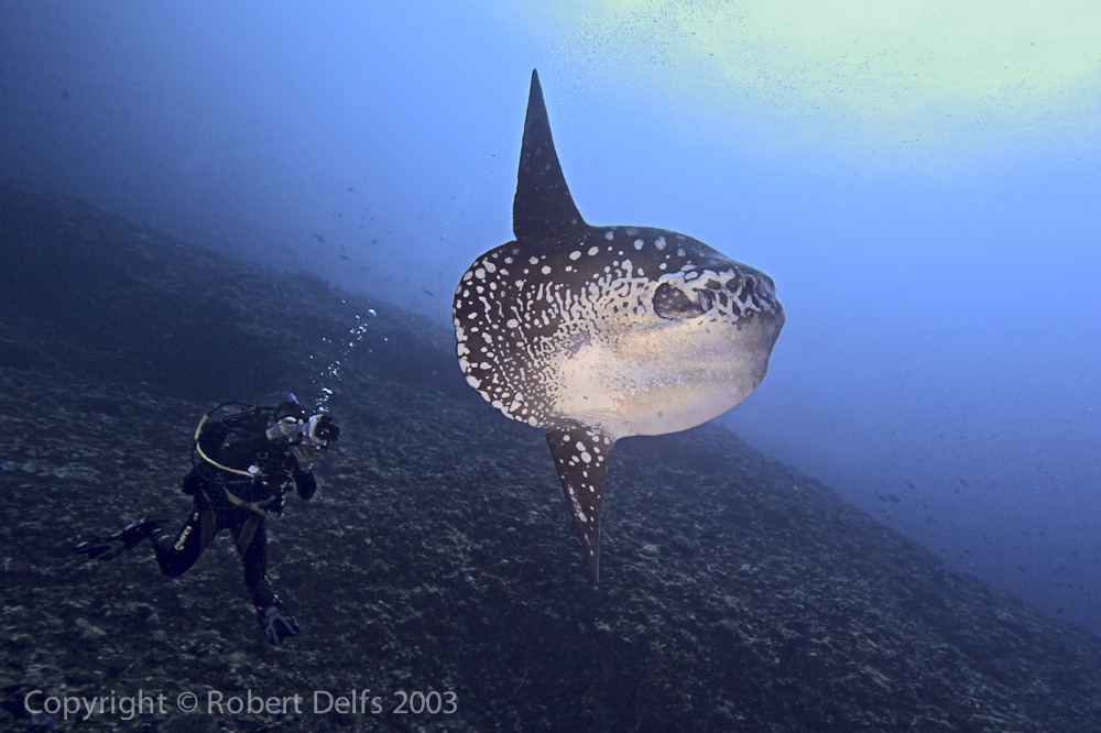 Conservation Spotlight: The Coral Triangle Center (CTC) • Scuba Diver Life