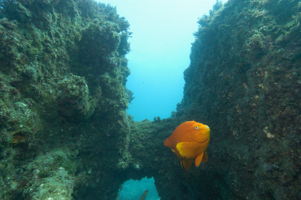 Exploring Channel Islands National Marine Sanctuary • Scuba Diver Life
