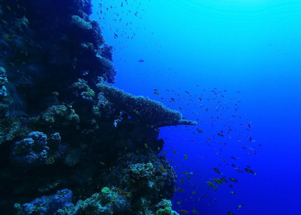 Hawaii Tidepool Marine Life • Scuba Diver Life