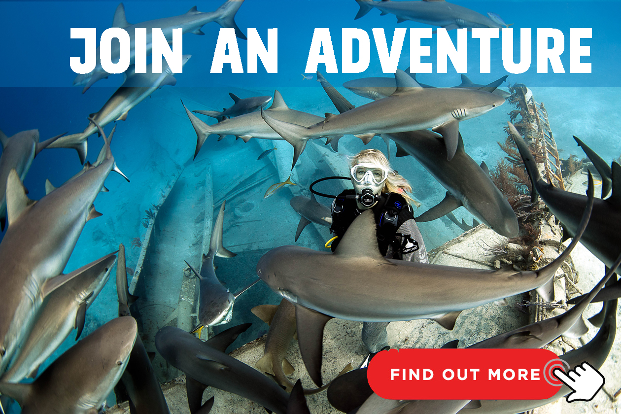 Choosing a BCD: Jacket or Wing • Scuba Diver Life