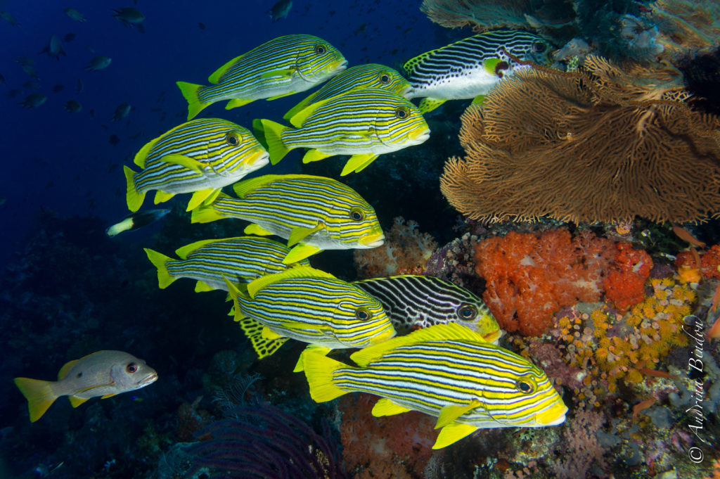 Top Seven Dive Sites in Komodo and Alor • Scuba Diver Life