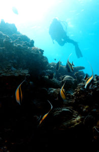 Top Tips for Great Marine Life Interactions • Scuba Diver Life