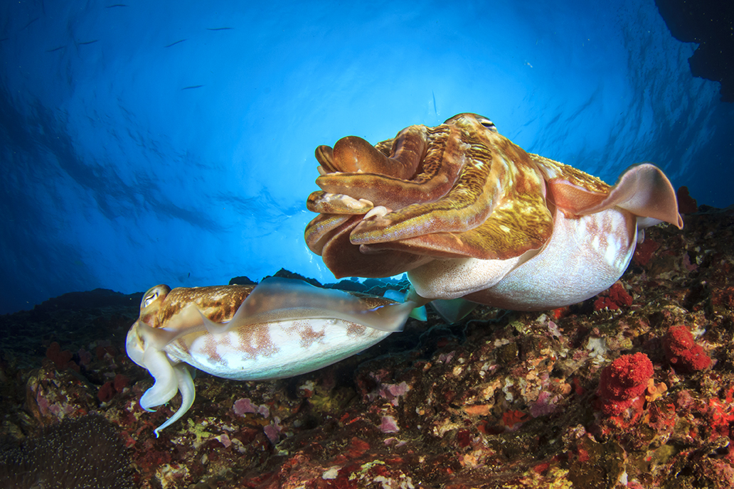 Night Dives in The Zoo at Wakatobi • Scuba Diver Life