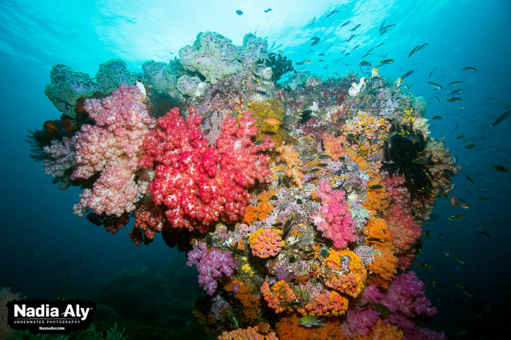 Scuba Diving in Raja Ampat • Scuba Diver Life