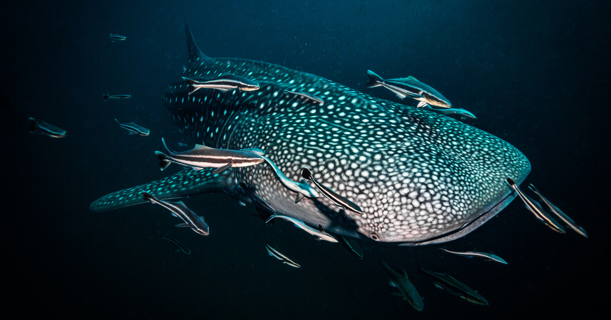 Marine Species: Whale Shark • Scuba Diver Life