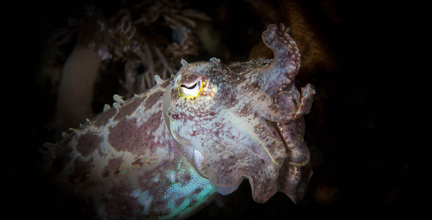 Marine Species: Cuttlefish • Scuba Diver Life