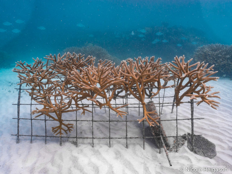 Coral Biology: Part II • Scuba Diver Life