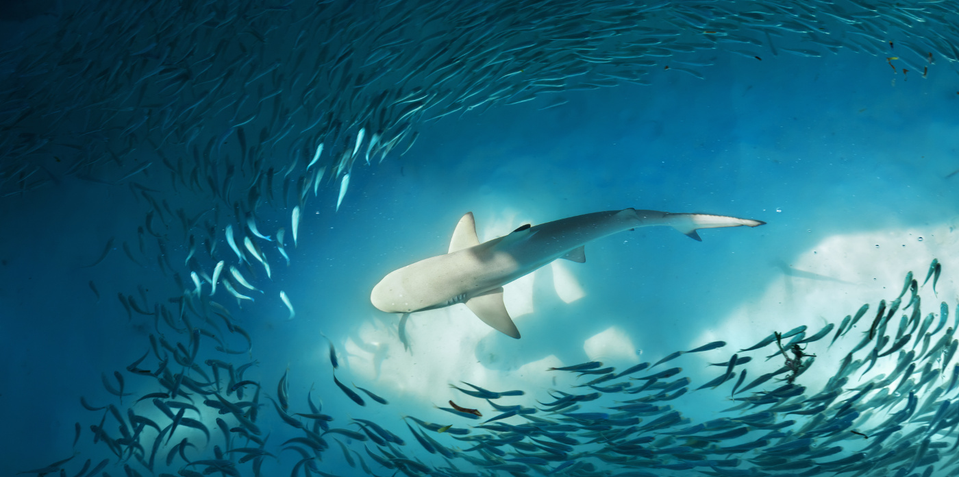 Five Top Shark Charities • Scuba Diver Life