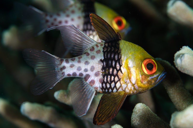 The Wakatobi Resort Conservation Model • Scuba Diver Life