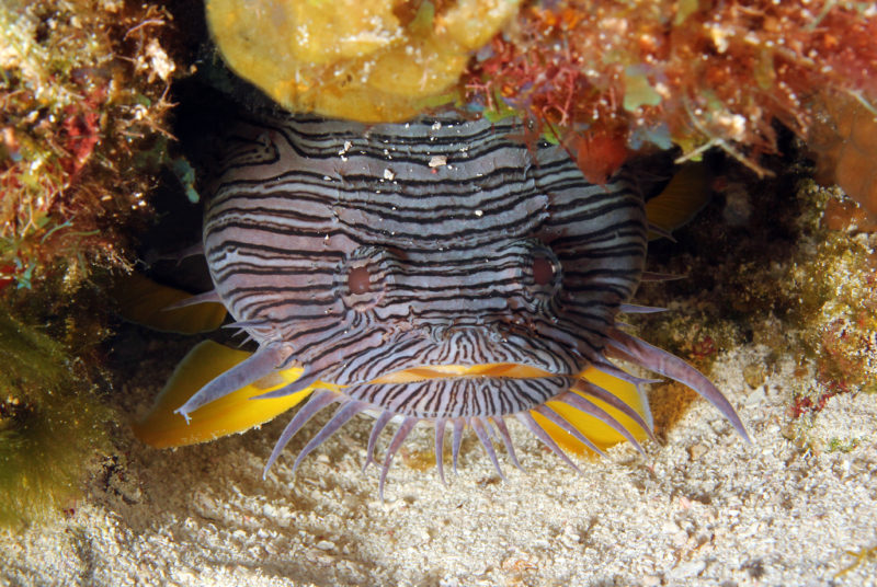 Marine Species: Splendid Toadfish • Scuba Diver Life