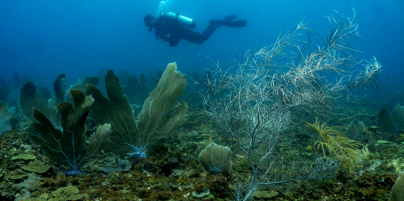 Basic Caribbean Coral Identification Part II: Soft Corals • Scuba Diver ...