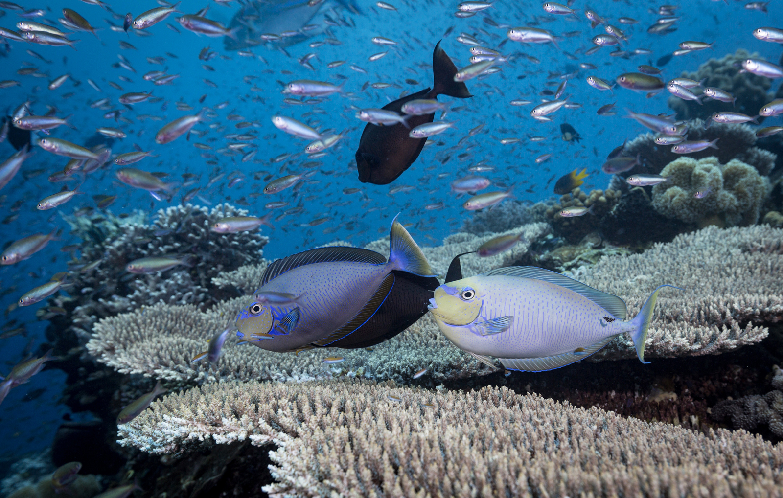 Top of the Reef at Wakatobi Dive Resort • Scuba Diver Life