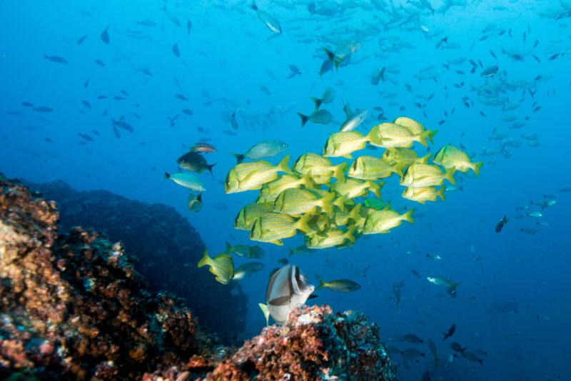 Scuba Diving in Costa Rica: The Bats and the Cats • Scuba Diver Life
