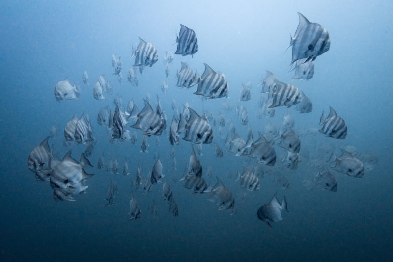 Scuba Diving in Costa Rica: The Bats and the Cats • Scuba Diver Life