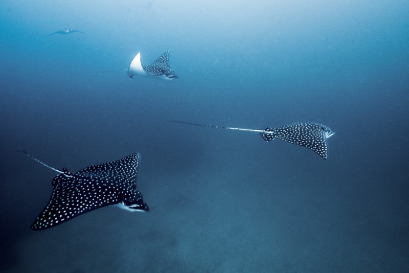 Scuba Diving in Costa Rica: The Bats and the Cats • Scuba Diver Life