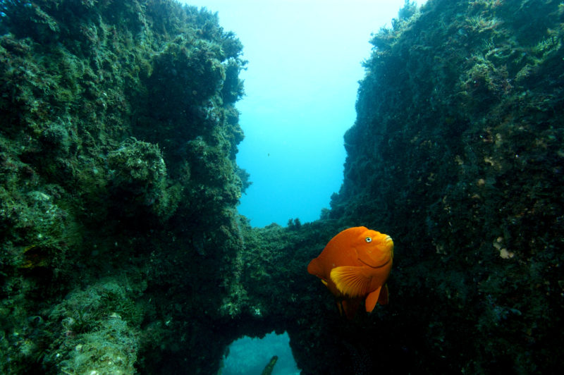 NOAA Marine Sanctuary Shipwrecks: the SS Winfield Scott • Scuba Diver Life