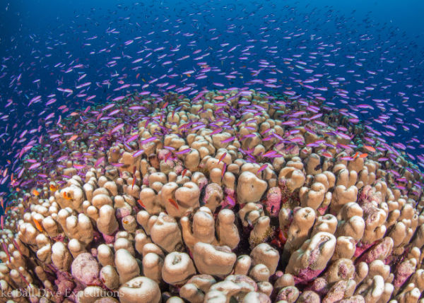 Diving the World Famous Cod Hole | Great Barrier Reef • Scuba Diver Life