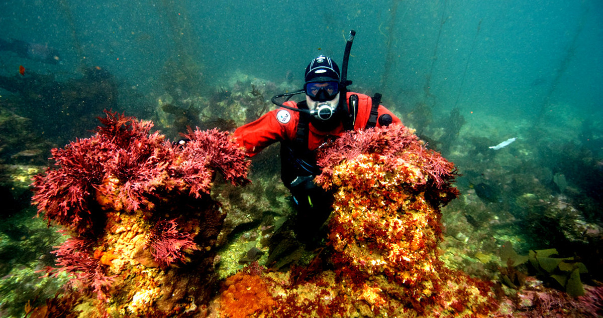 NOAA National Marine Sanctuary Shipwrecks: SS Cuba • Scuba Diver Life