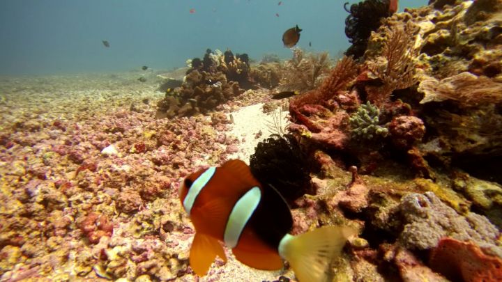 Angering Nemo • Scuba Diver Life