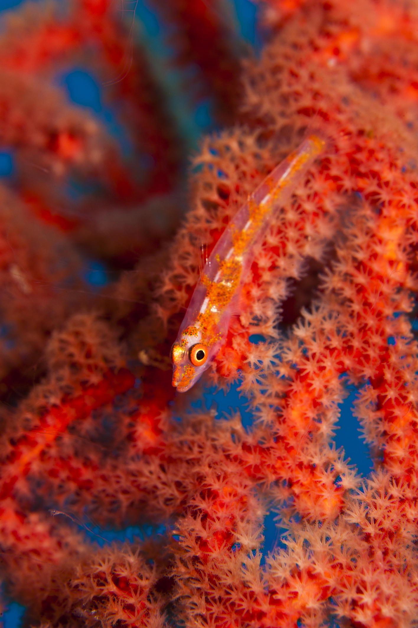 Scuba Diving in Kimbe Bay • Scuba Diver Life