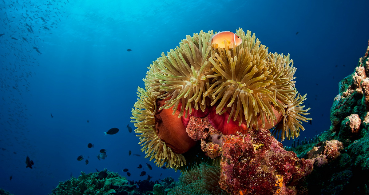 Scuba Diving in Kimbe Bay • Scuba Diver Life