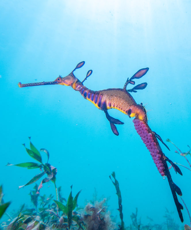 The Weedy Seadragon Research Project • Scuba Diver Life The Weedy Seadragon Research Project • Scuba Diver Life